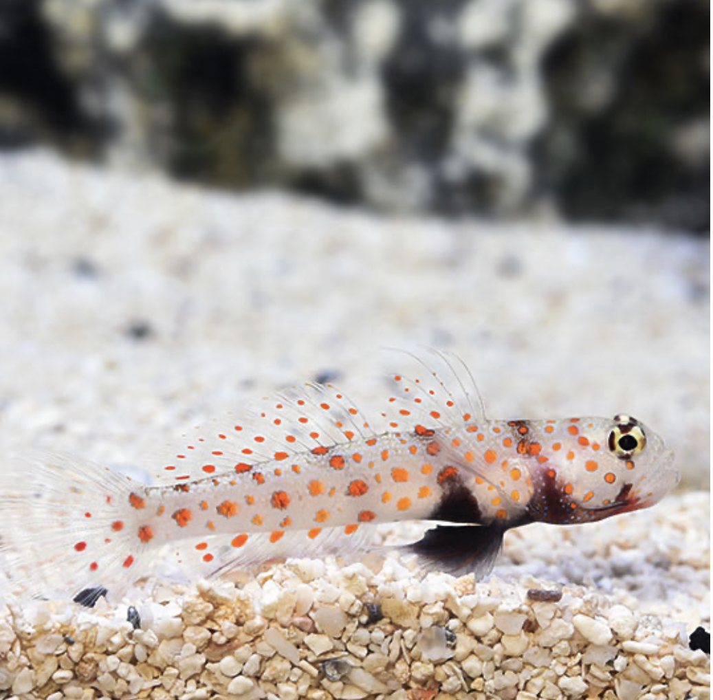 Orange spot goby in 5.5 gallon? | Reef2Reef