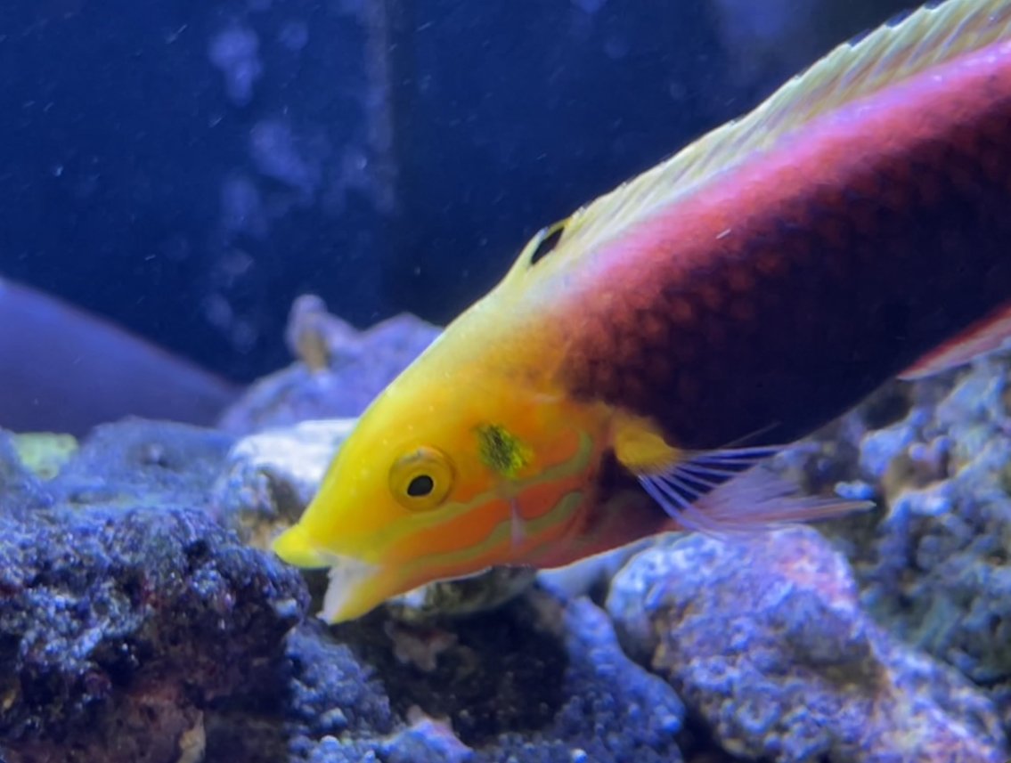 Wrasses | Reef2Reef