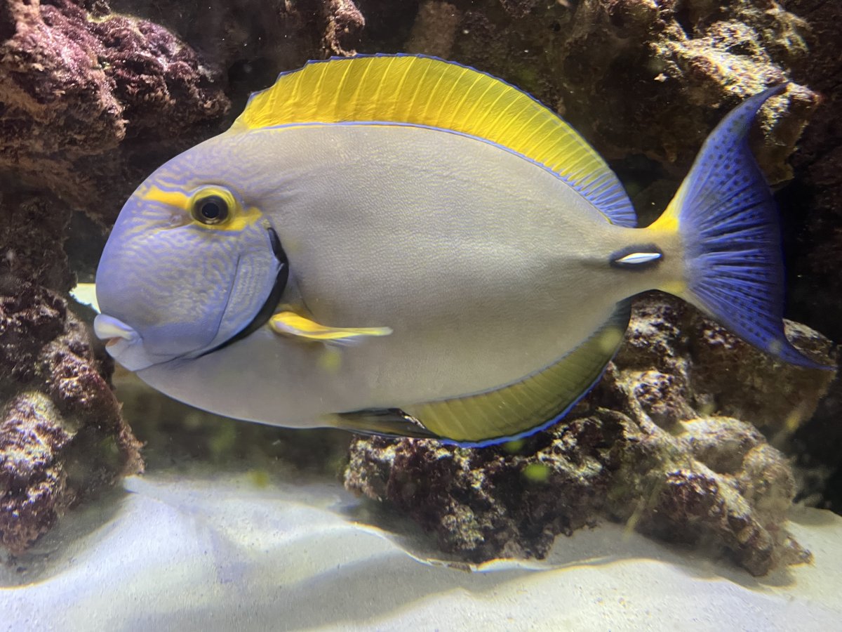 Florida - Live Goods - SHOW SIZE, Rare Hawaiian Dussumieri Tang(Orlando ...