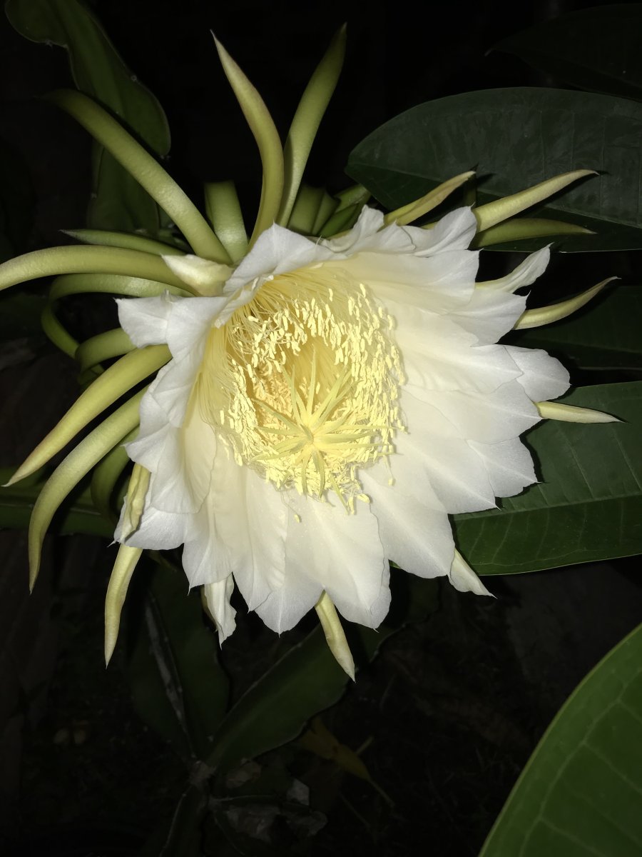Let's Divert From Reefs Momentarily Let's See Flowers | Page 7 | Reef2Reef