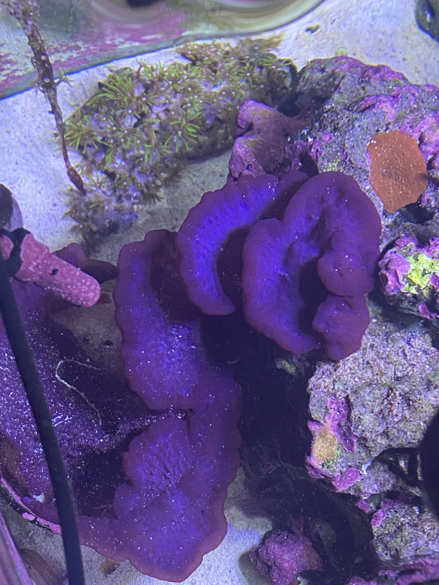 Purple looking sponge (looks like cyano) is taking over my tank | Page ...