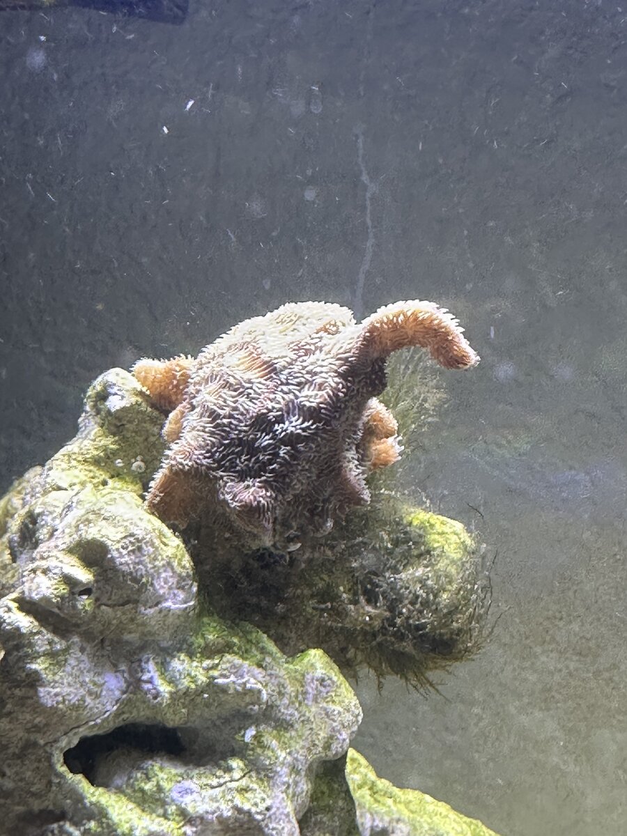 Any other “easy” SPS corals? | Reef2Reef