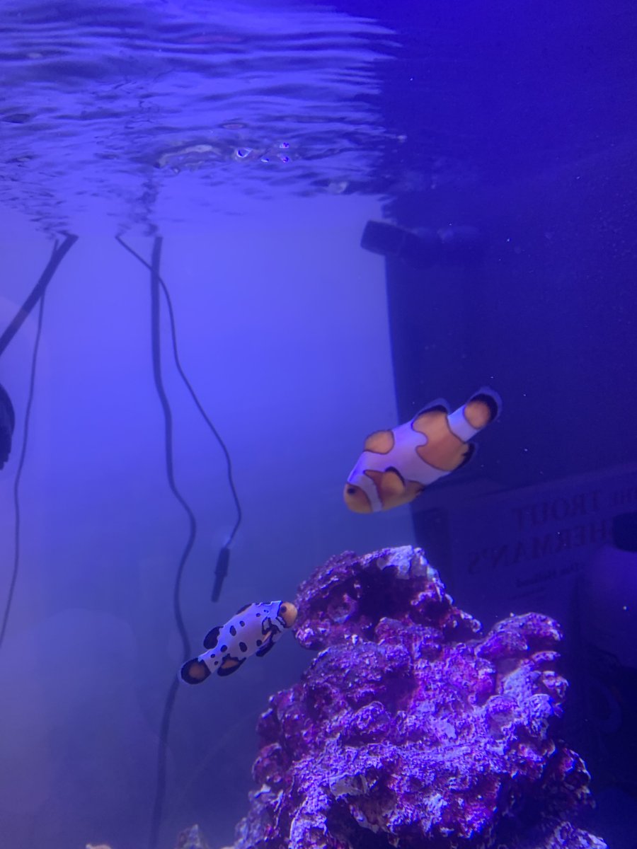 frostbite clown | Reef2Reef