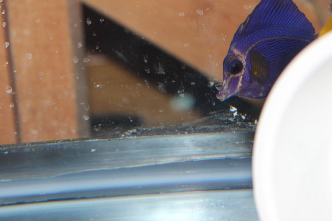 HLLE? Purple Tang | Reef2Reef