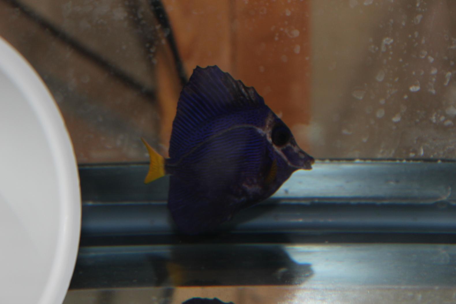 HLLE? Purple Tang | Reef2Reef