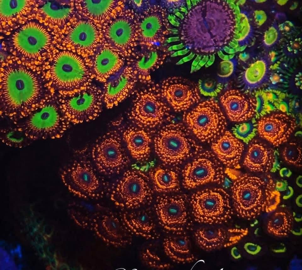 Who has the best looking zoa on here! Share with all of us! | Reef2Reef