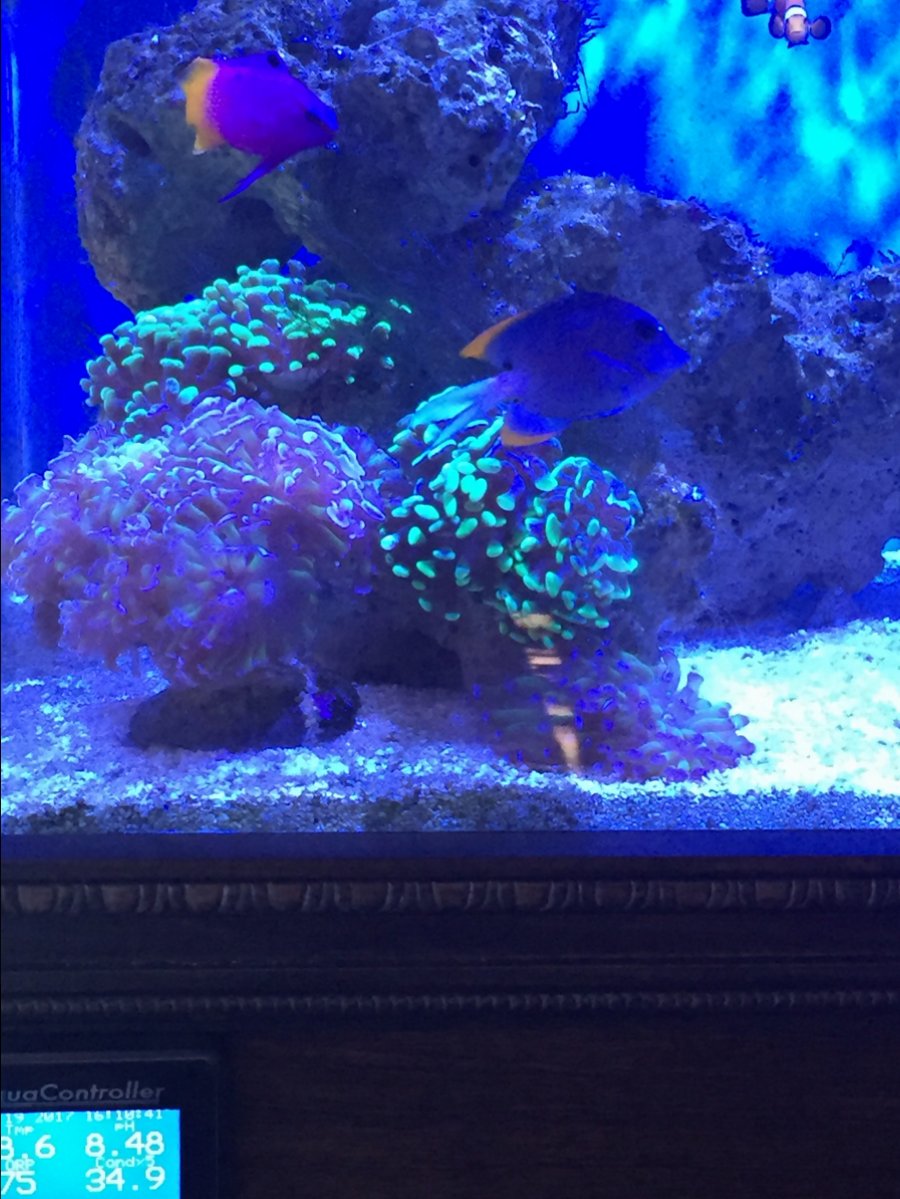 Upgrading to a 120g tank from a 40g | Reef2Reef