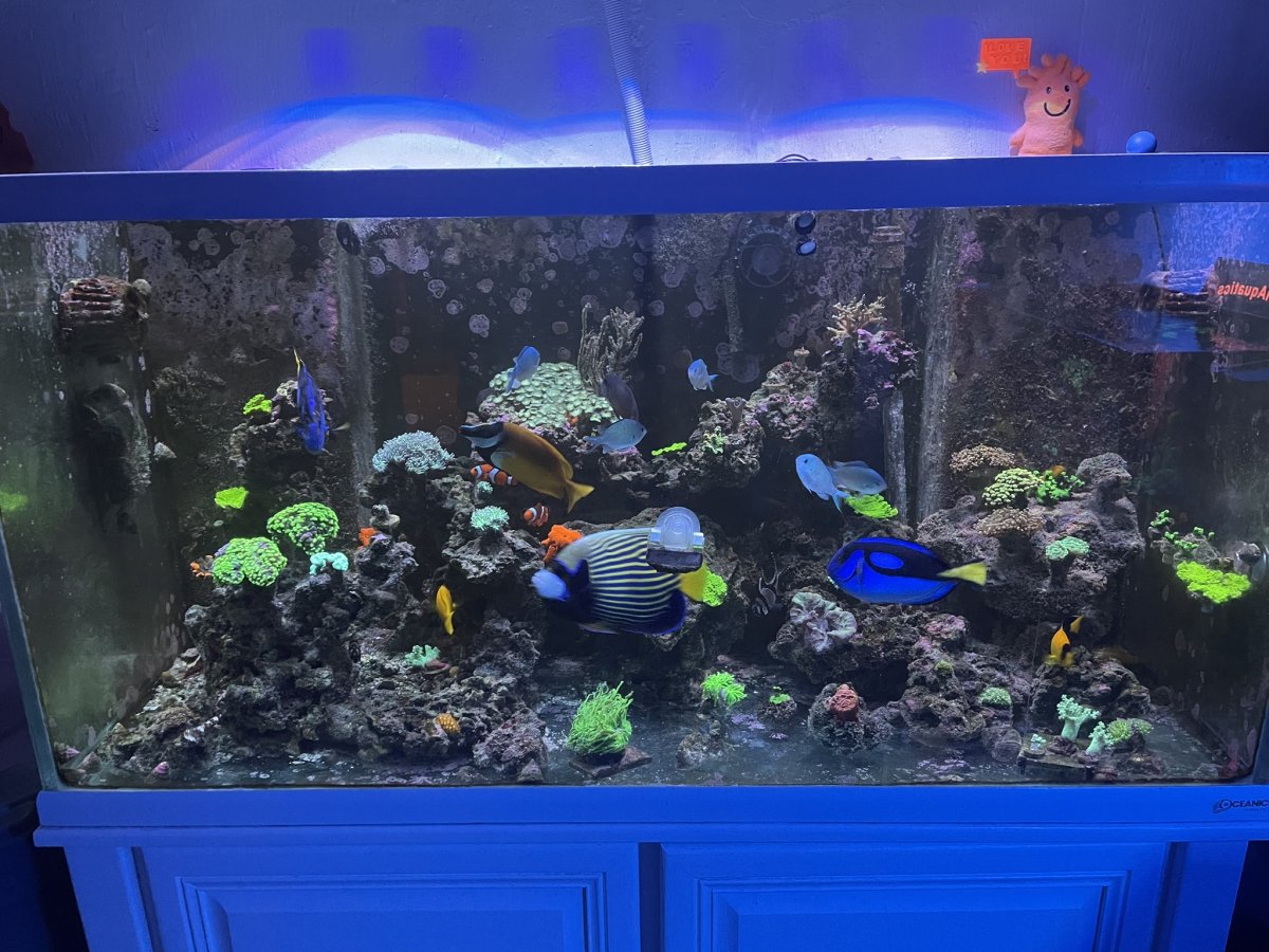 Build Thread - Sam's Oceanic 120 - DIY solutions | Page 130 | REEF2REEF ...