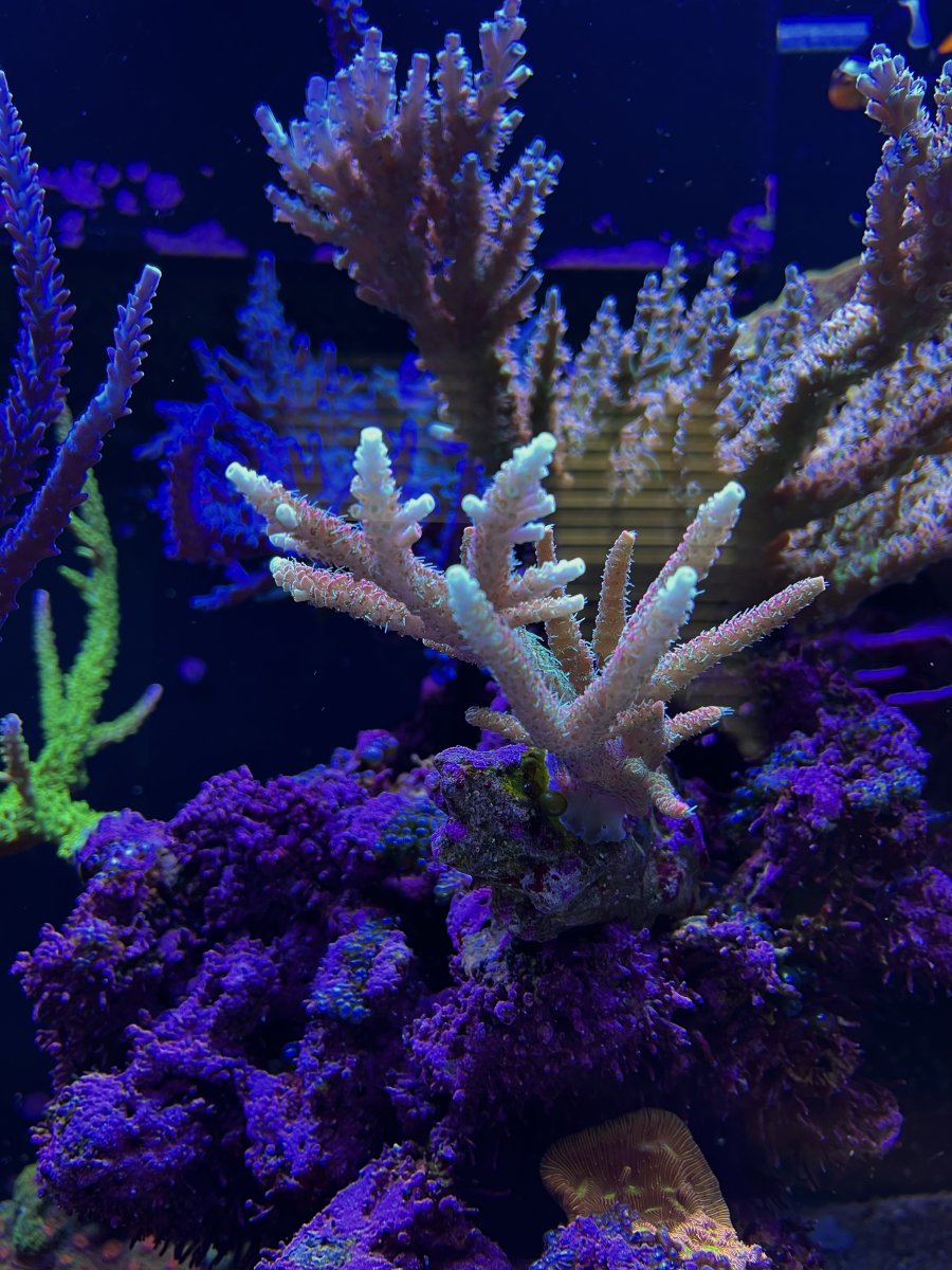 Build Thread - Old School SPS Reef v5.0 | Page 4 | Reef2Reef