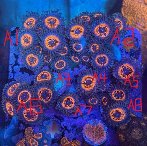 California - Live Goods - YOU PICK ZOAS- ARMOR OF GOD, VIVID RAGING ...