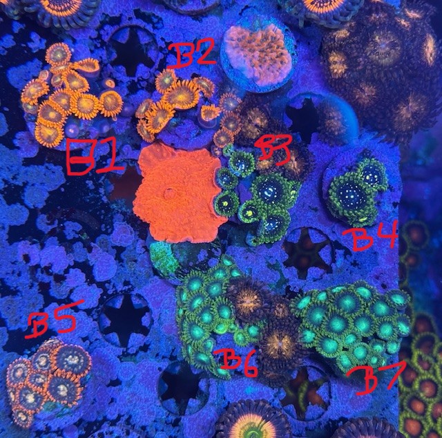 California - Live Goods - YOU PICK ZOAS- ARMOR OF GOD, VIVID RAGING ...