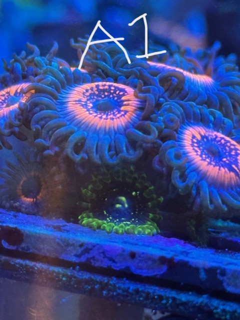 California - Live Goods - YOU PICK ZOAS- ARMOR OF GOD, VIVID RAGING ...
