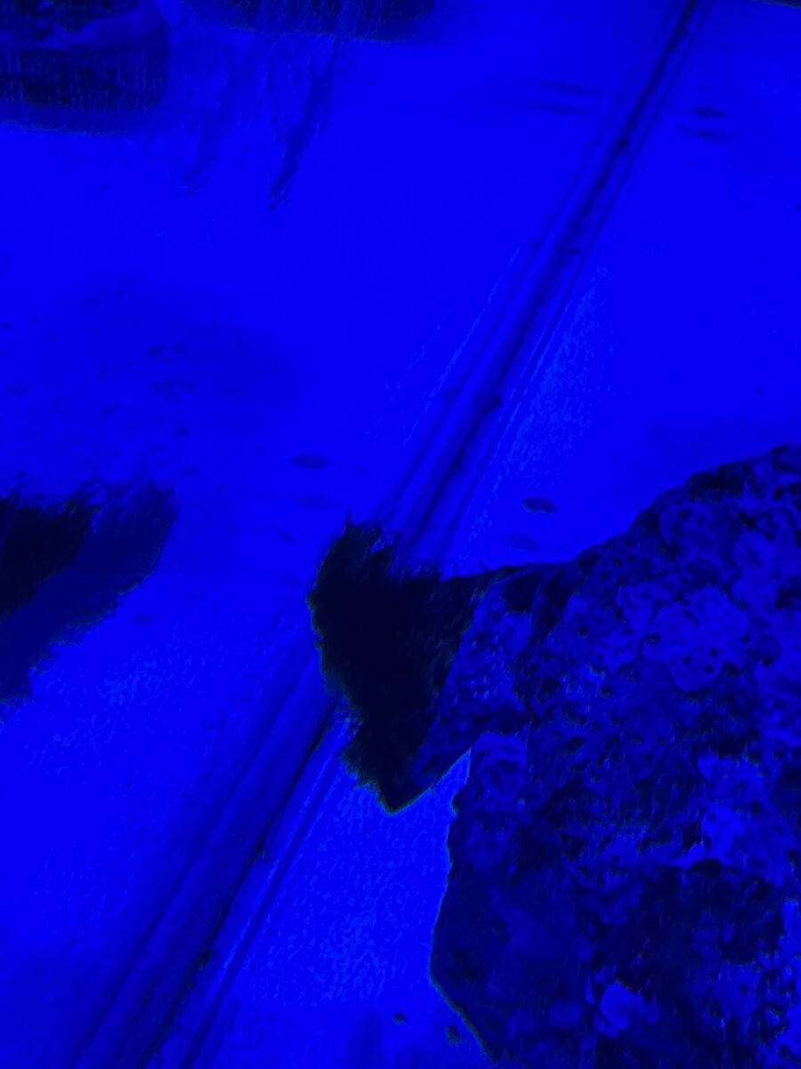 Algae on Snail Shells | Reef2Reef