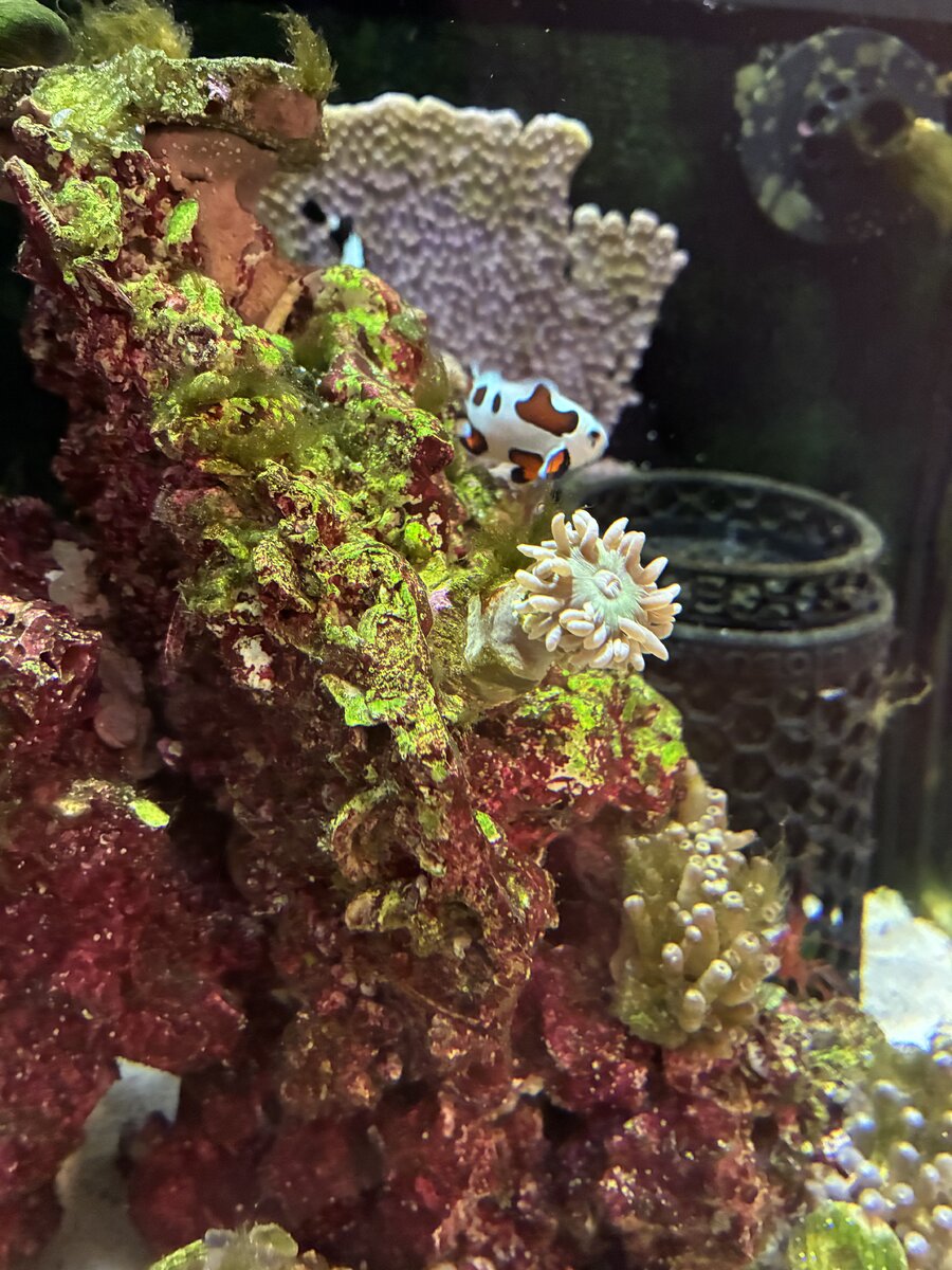 Anyone know what algae or orange rust looking piece is growing on my ...