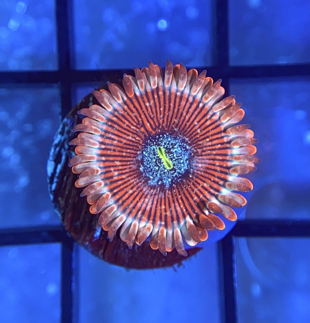 Live Goods - SPONSOR - Zoas - Great Owls, Queen Kraks, Wolverines and ...