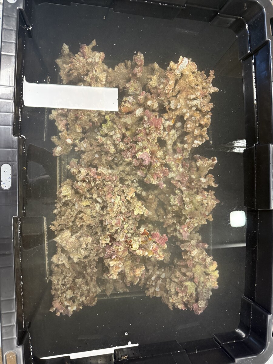 Real Australian Live Rock Back!!!! | Page 12 | Reef2Reef
