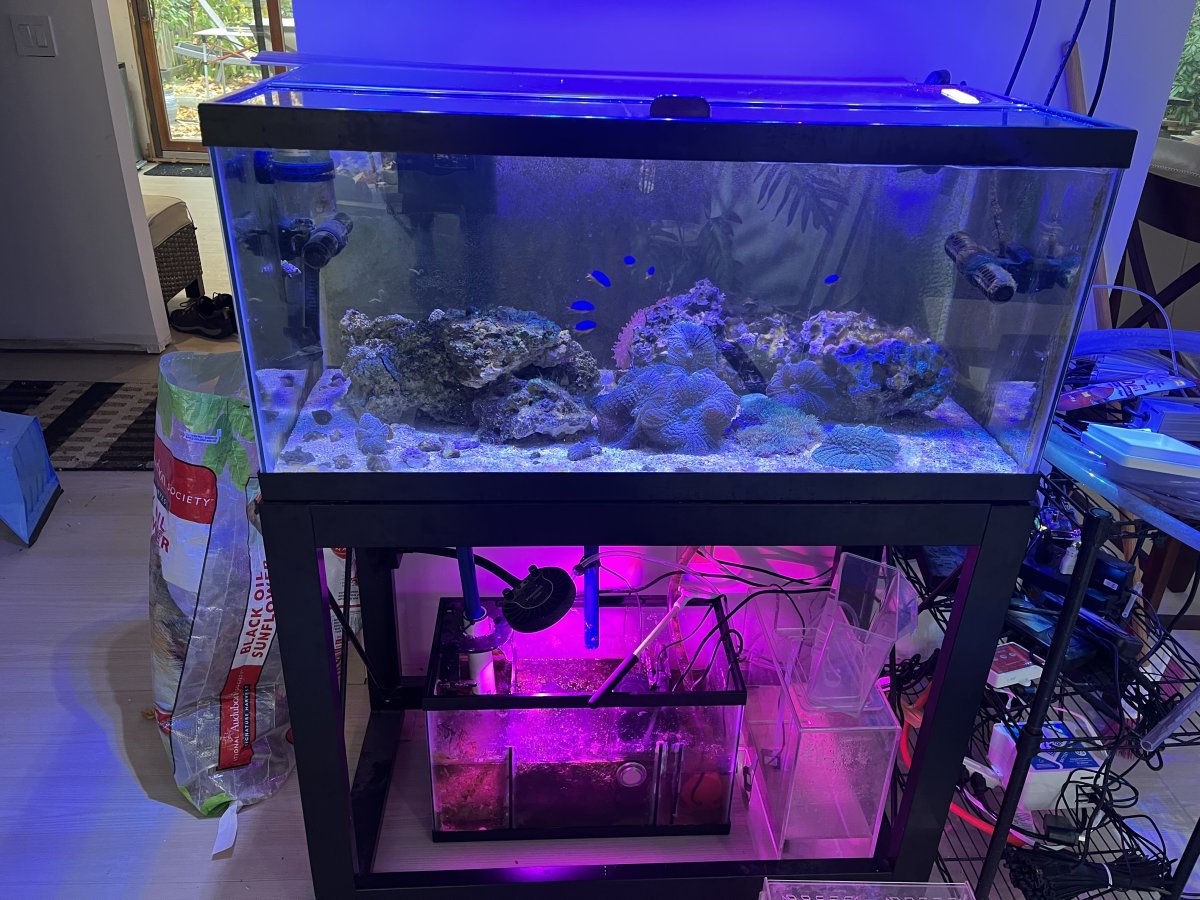 Show Off Your Sumps! | Reef2Reef