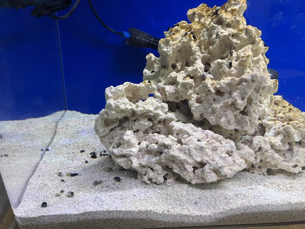Build Thread - 40 gallon FOWLR | Reef2Reef