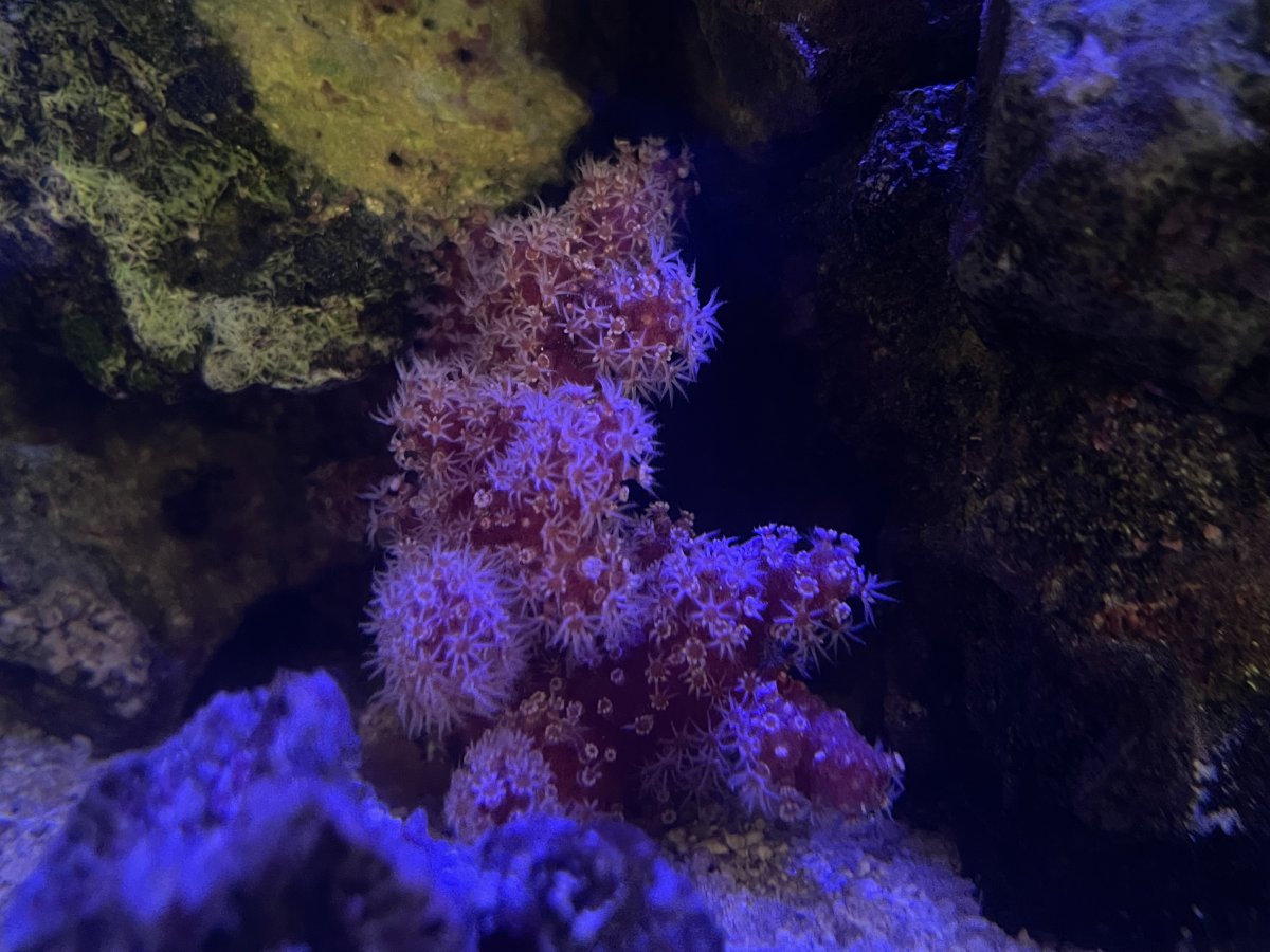 Bright red corals! | Reef2Reef