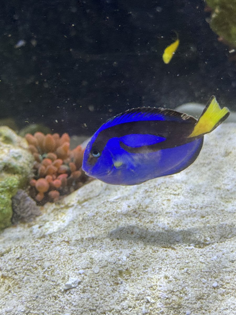Unknown disease(s) on ‘captive’ bred tang | Reef2Reef