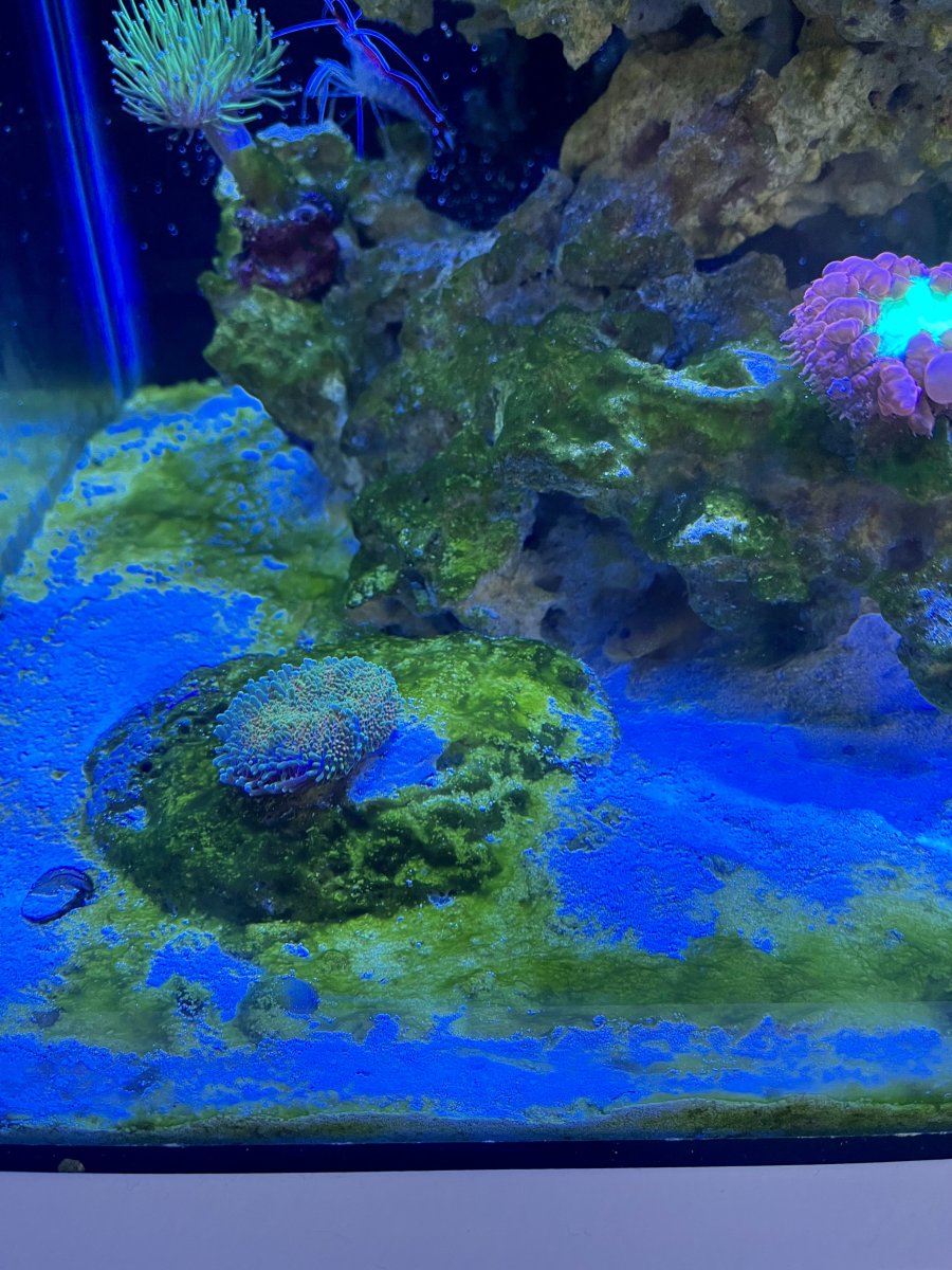 Parameter questions | Reef2Reef