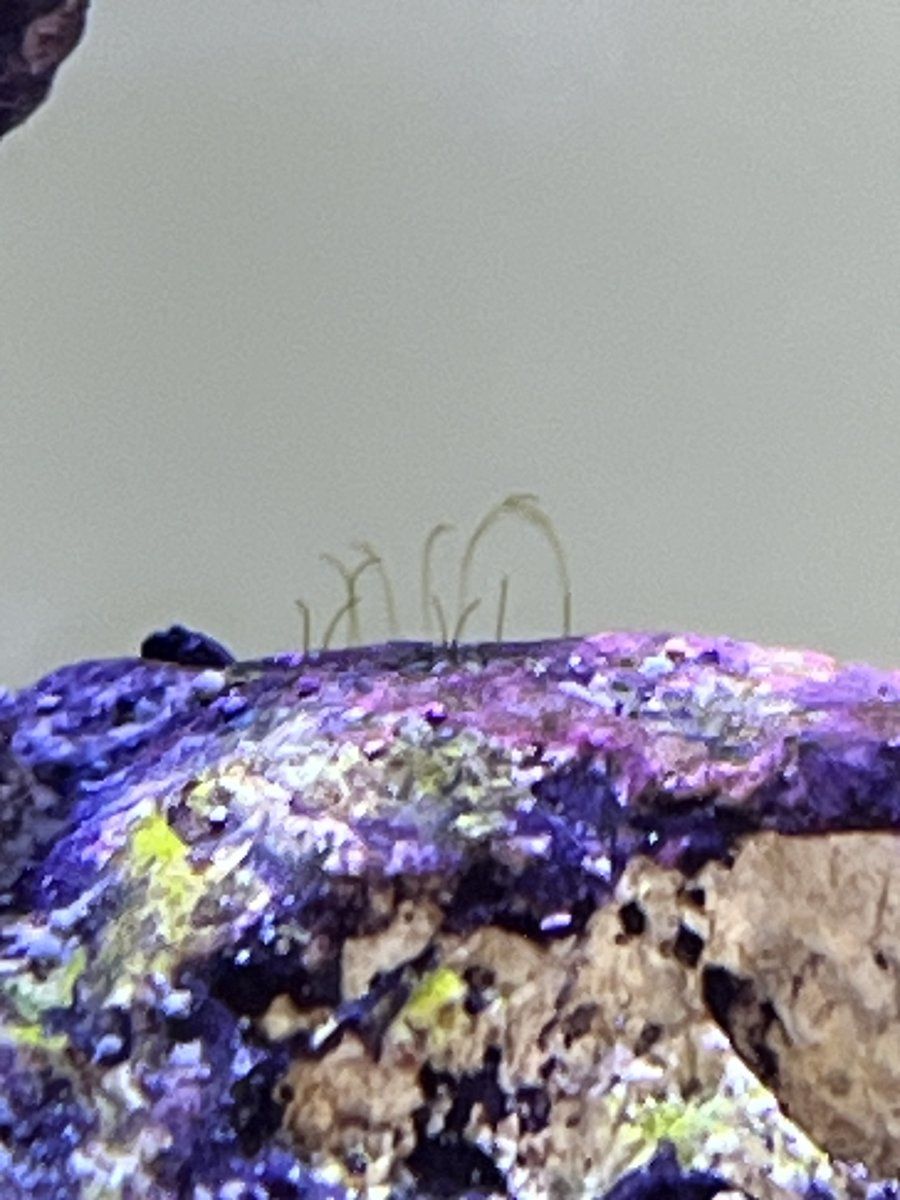 Pests???? What is this? | Reef2Reef