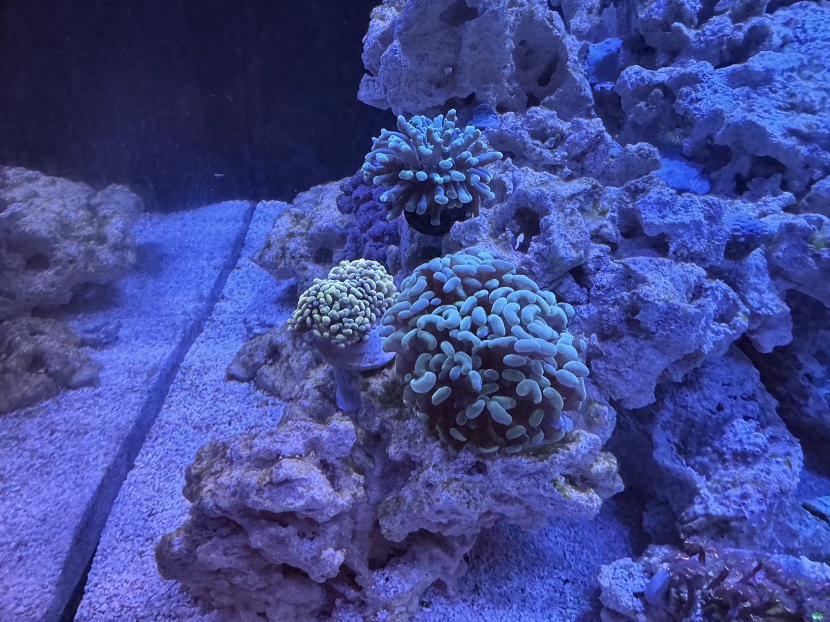 Build Thread - Journey Into Reefing - Waterbox Infinia Reef 150.4 ...