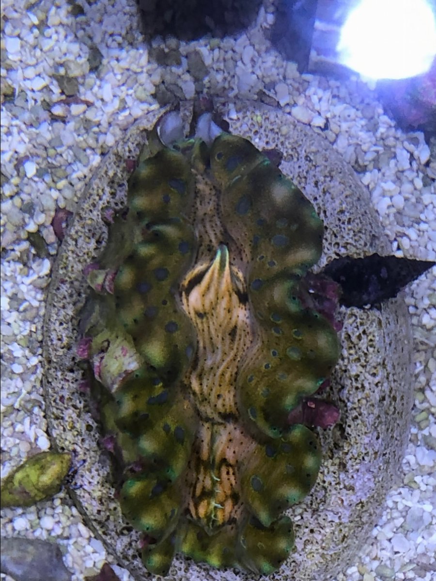 How are my clams looking? | Reef2Reef