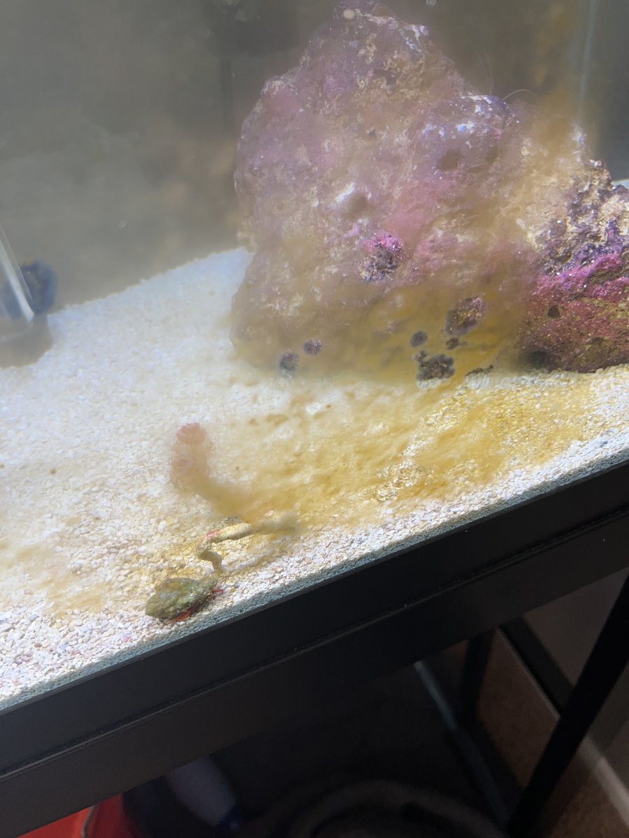 Major Diatom Problem | Reef2Reef