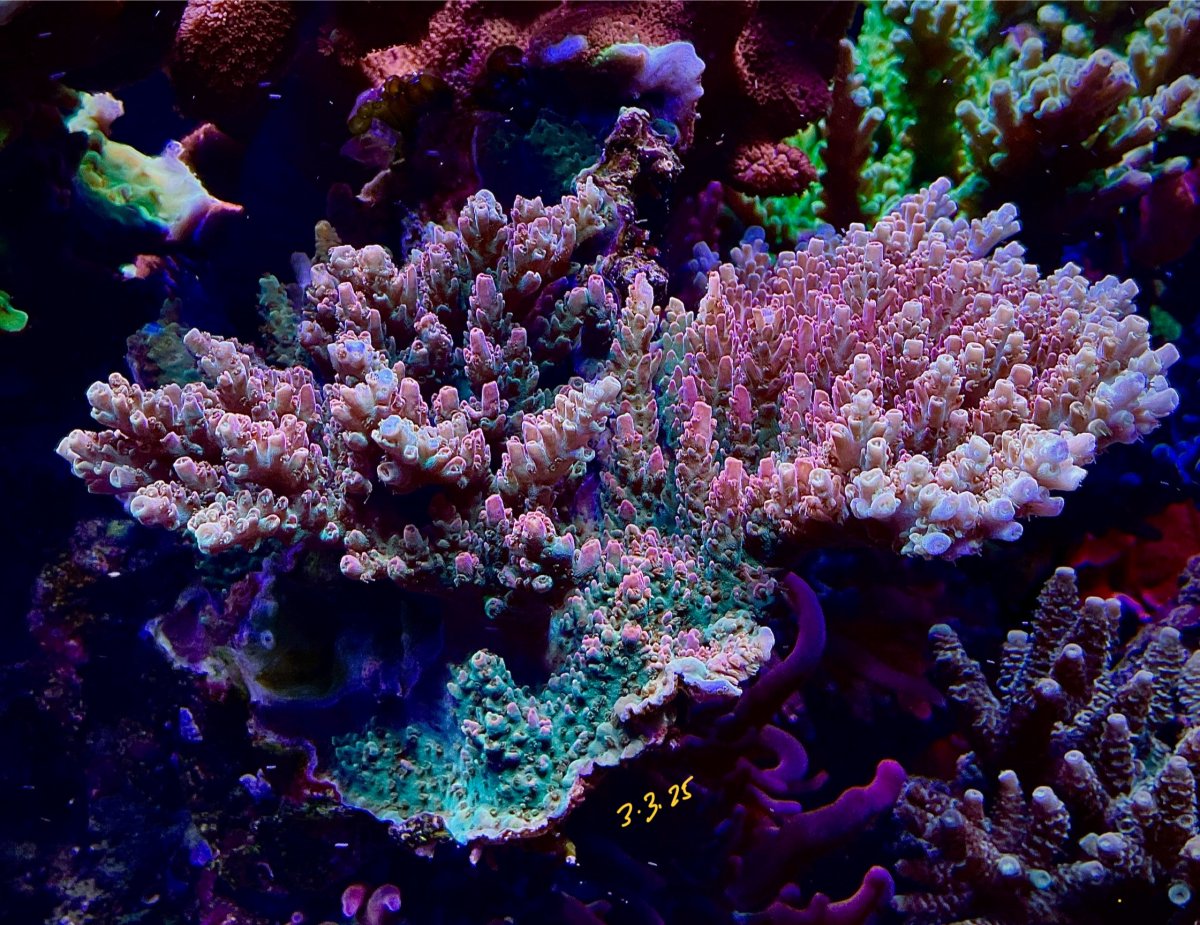 Bill Murray acro - typical growth? | Page 2 | Reef2Reef