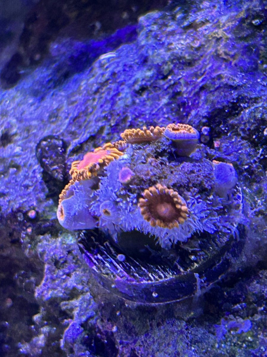 Pest on my zoa and leather coral | Reef2Reef