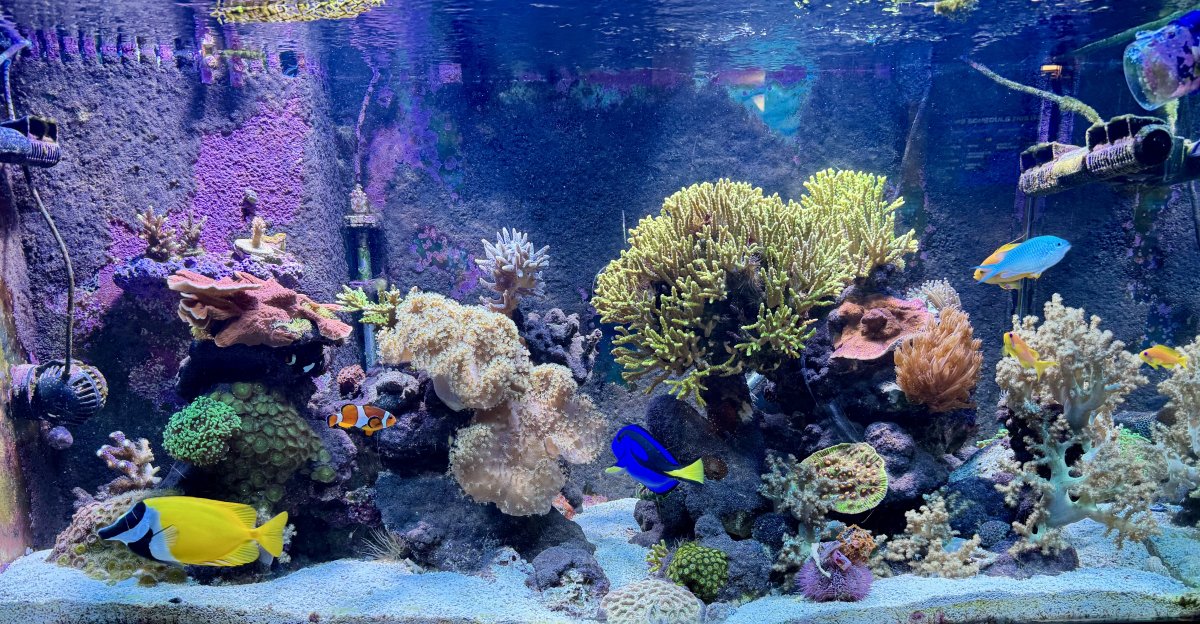 What does your reef tank filtration look like? | Reef2Reef