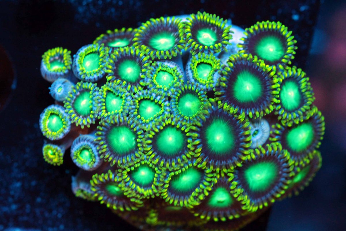 California - FS: Zoa Frags: KH Sunburst, Dragon Slayers, Nightmares ...