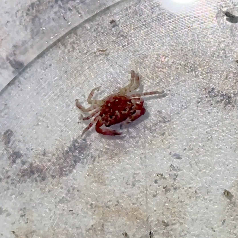 Tiny unknown crab found on Stereonephthya | Reef2Reef