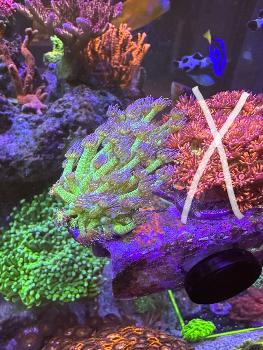 Pennsylvania - Live Goods - Lots of coral large variety LPs and sps ...