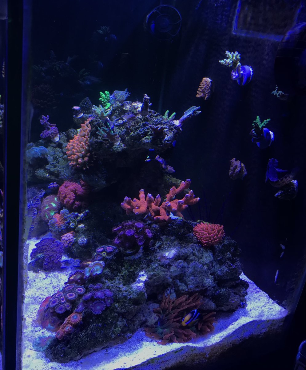 Reef Showcase - Introducing "The Burning Cemetary" nano mixed reef tank ...