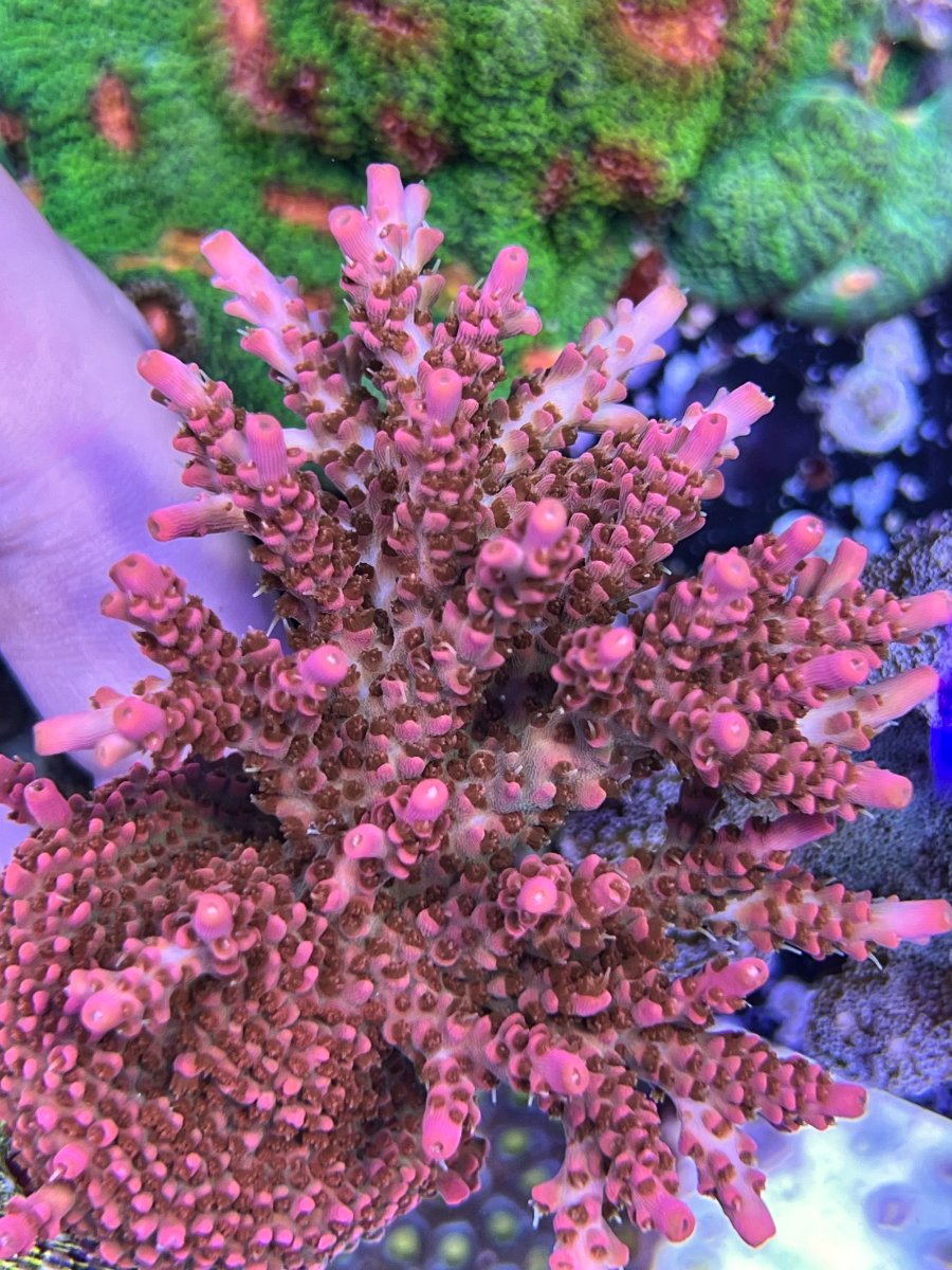 Metal halide users - what’s your color palette? | Reef2Reef