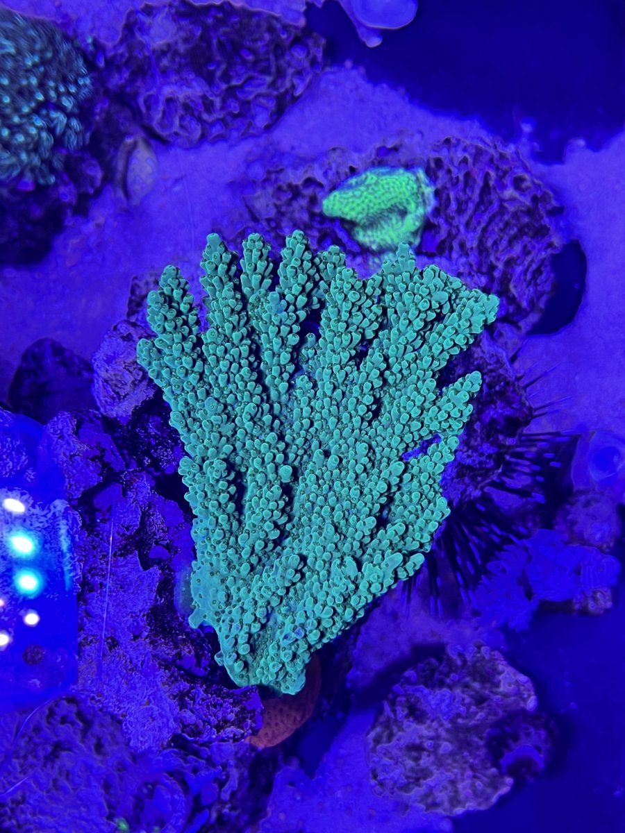 Coral id | Reef2Reef