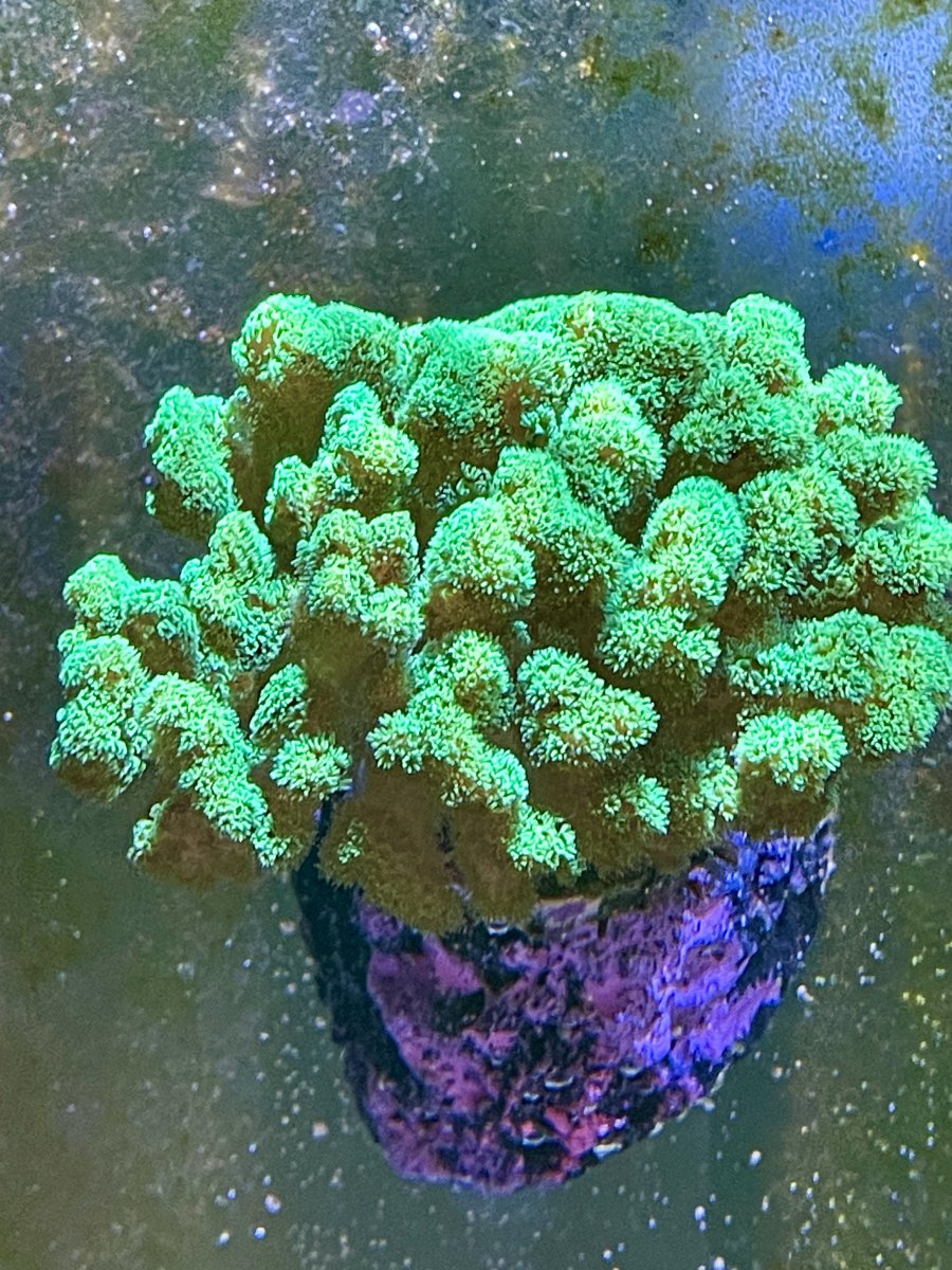 Reef Showcase - Some of my SPS | REEF2REEF Saltwater and Reef Aquarium ...