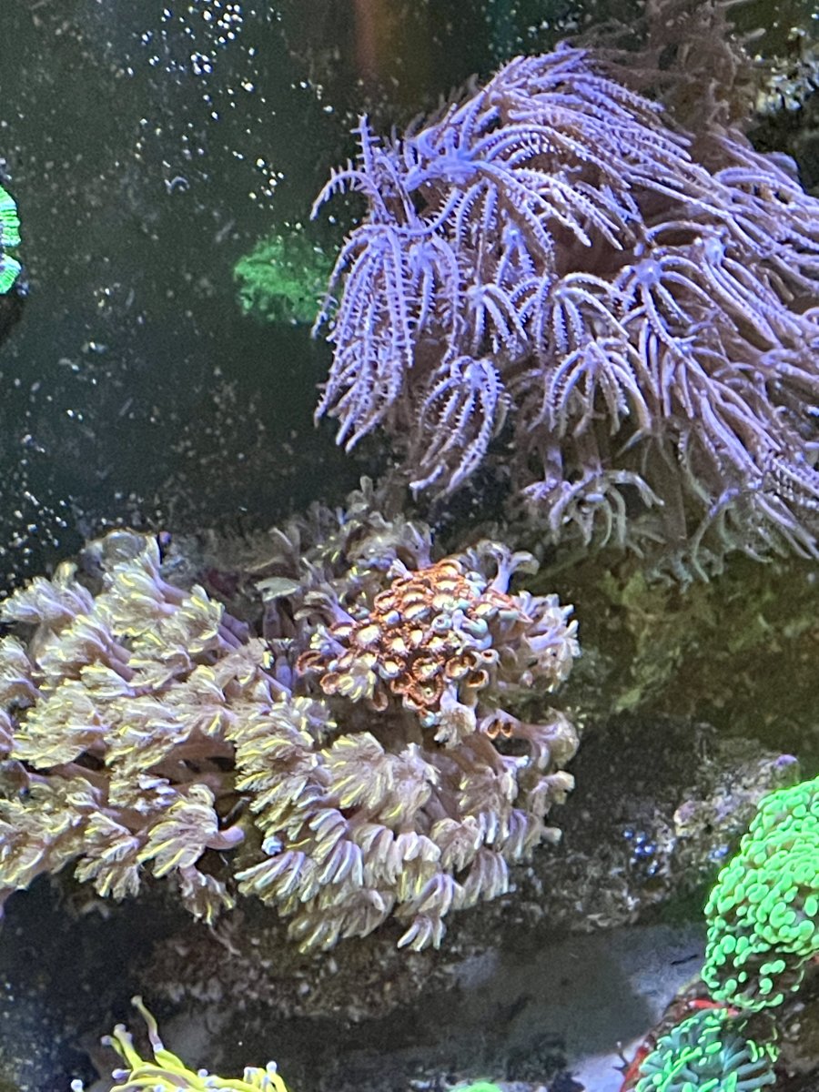 Reef Showcase - Some of my SPS | Reef2Reef