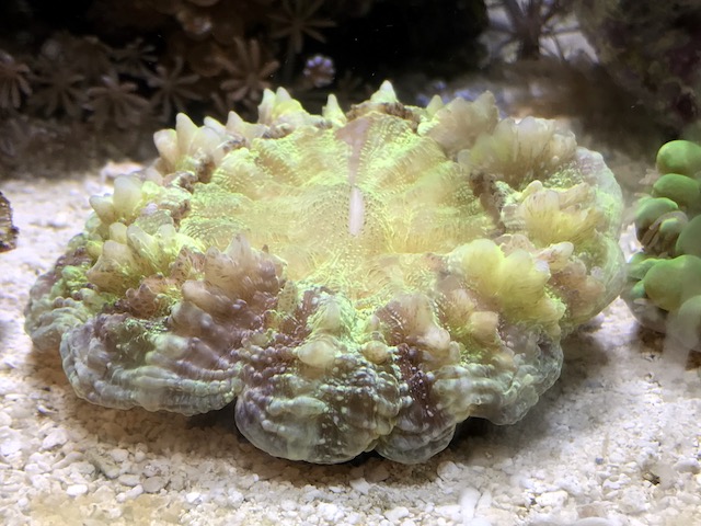 Latin names of corals | Reef2Reef