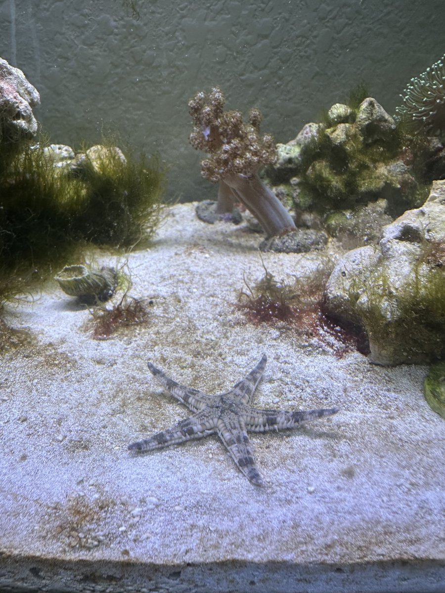 How to help a regenerating sand sifting sea star? | Reef2Reef