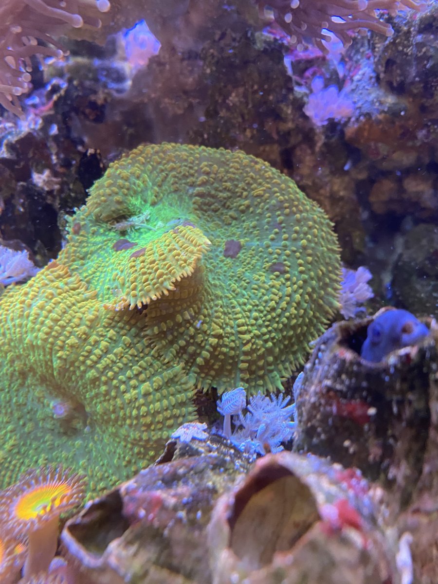 Brown blobs on coral - stress response? Bacteria? | Reef2Reef