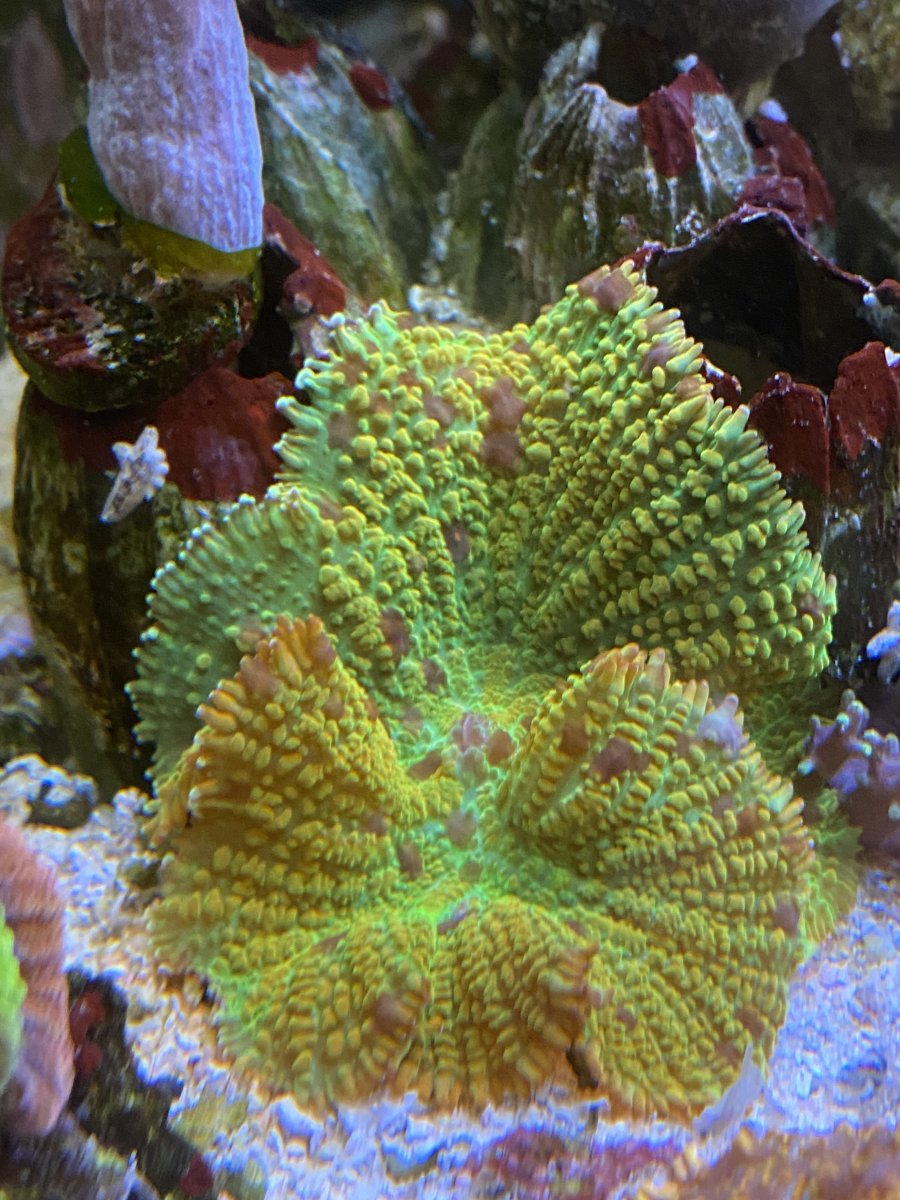 Brown blobs on coral - stress response? Bacteria? | Reef2Reef