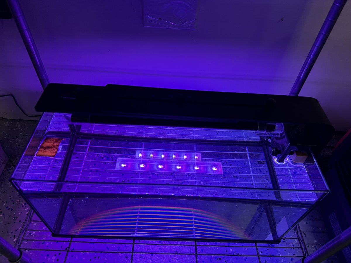 Anyone culturing pods outside? | Reef2Reef