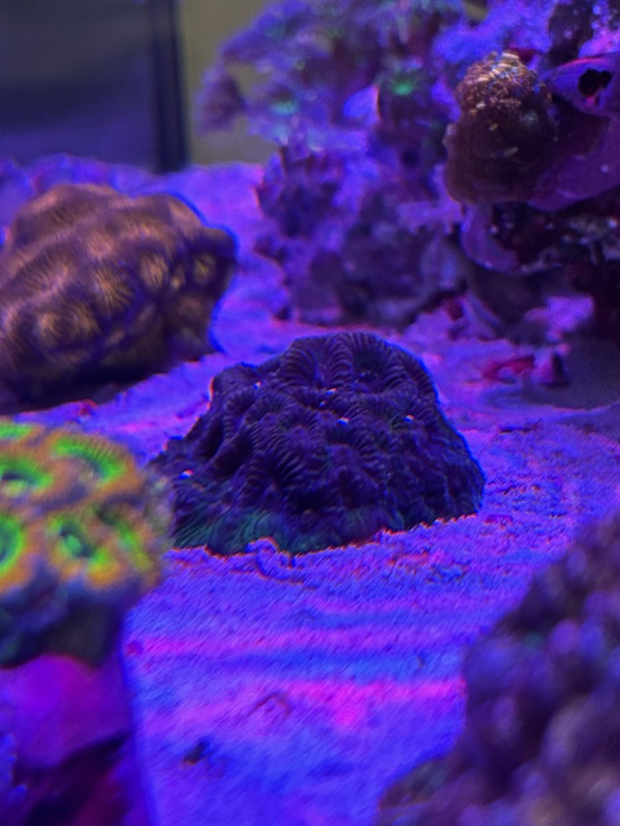 Favia JF Candy Corn lost its color, all black. Any suggestion? | Reef2Reef
