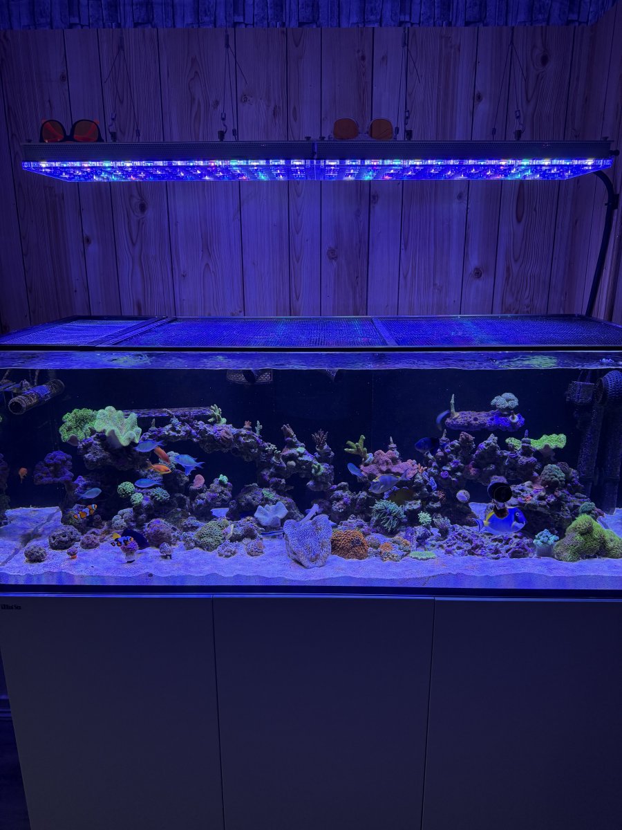 What’s the highest par trachy, acantho and cynarina can take? | Reef2Reef