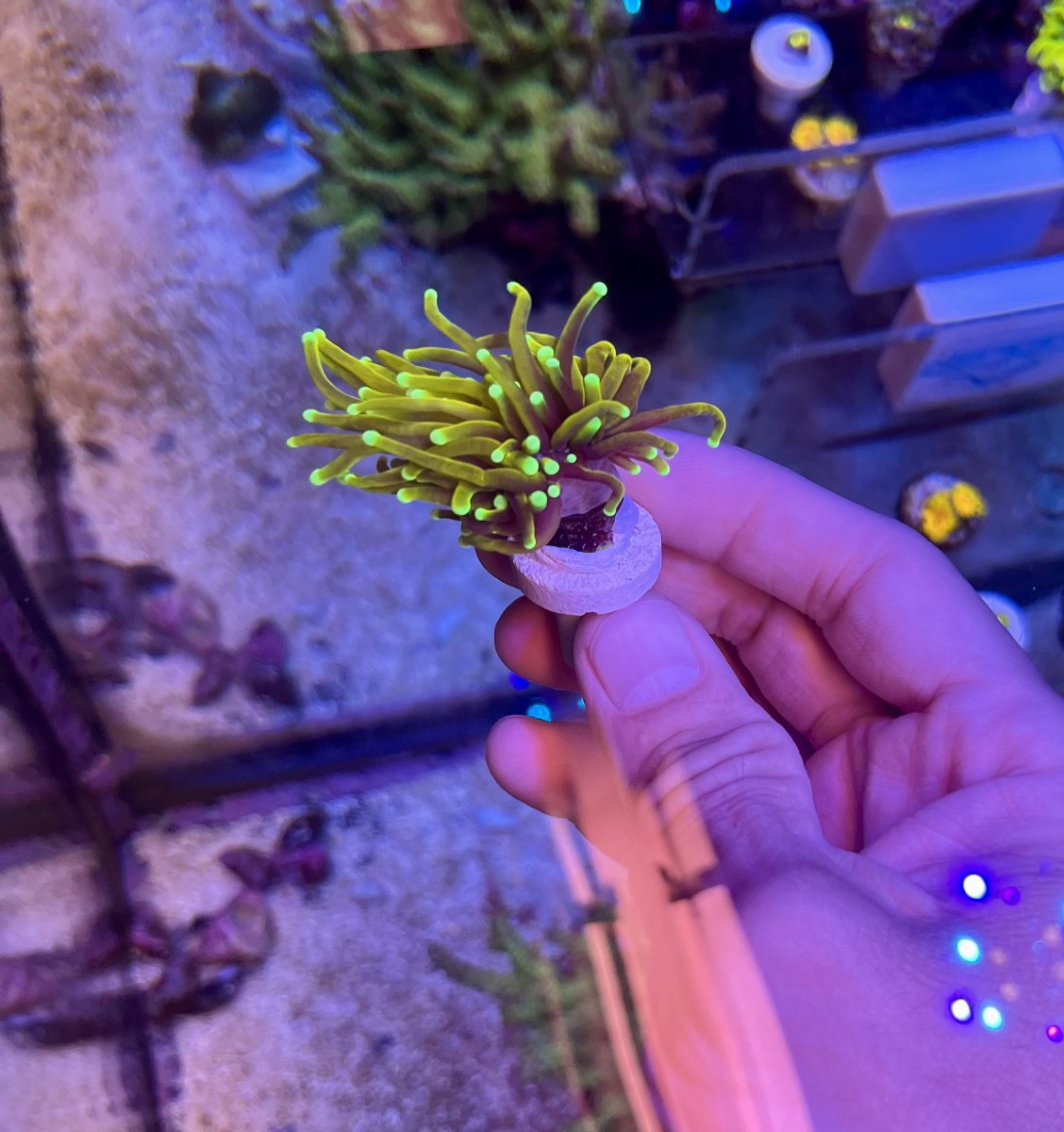 Texas - SOLD - ASD HG torch pack | Reef2Reef