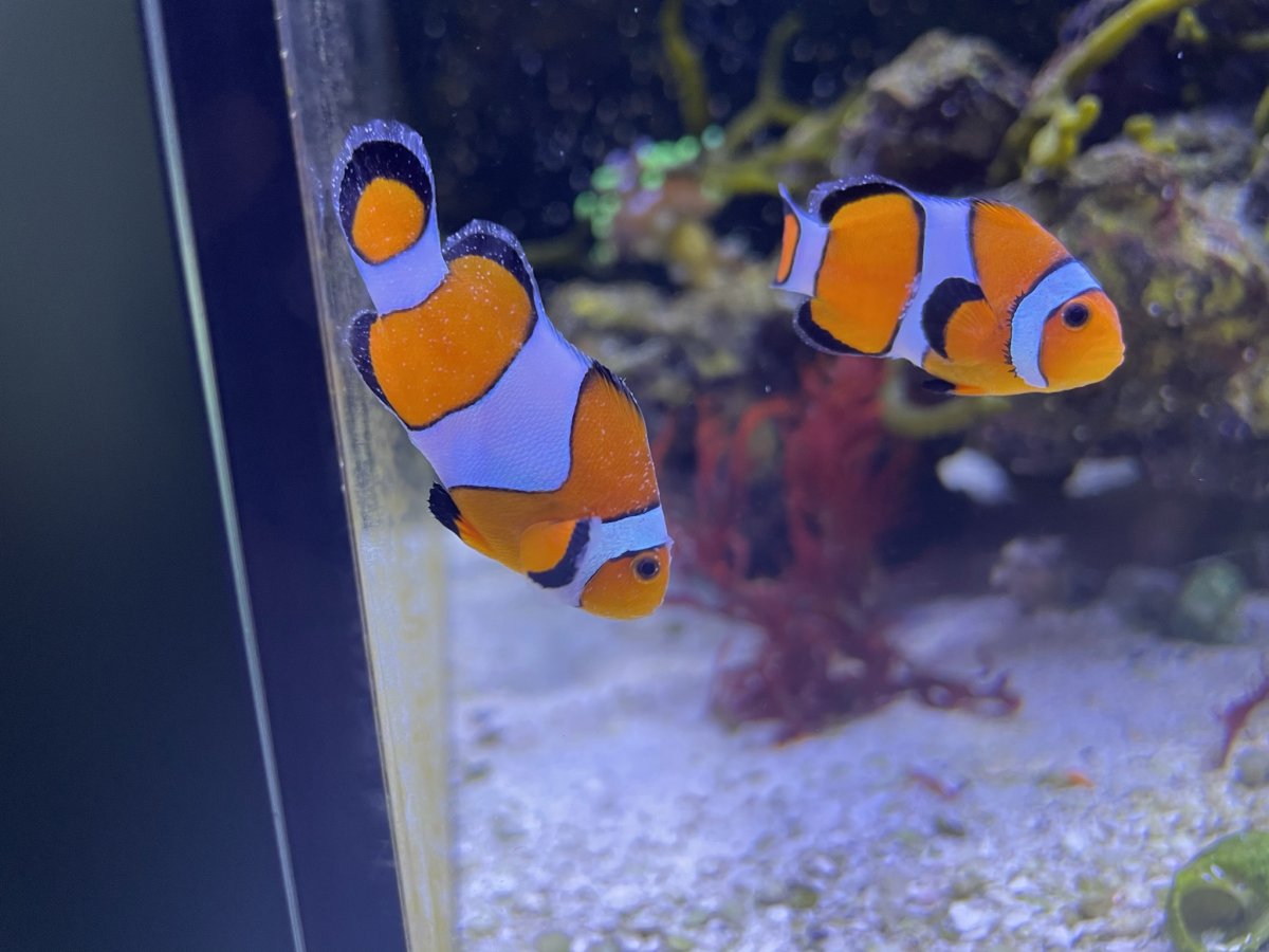 Ich or Brooklynella? maybe both? | Reef2Reef