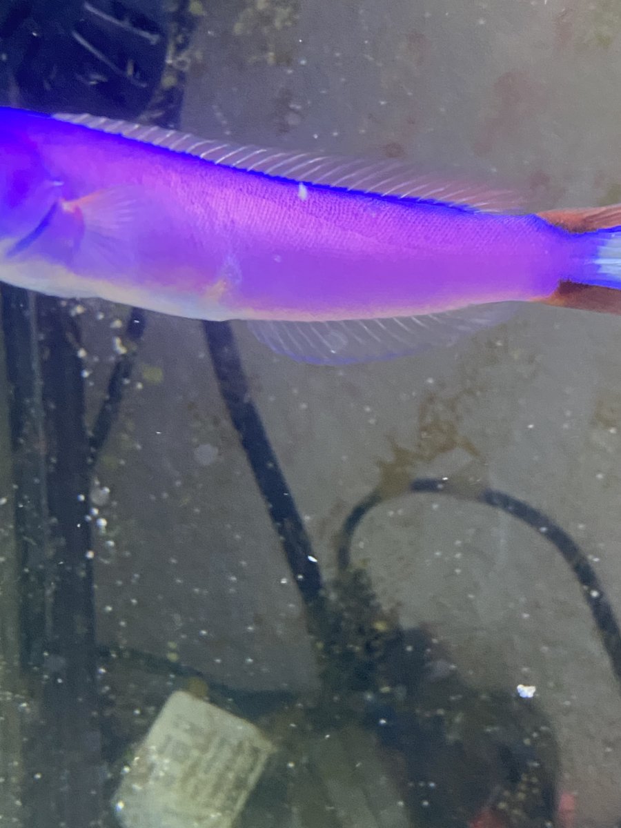 Help! Tile fish with a sore | Reef2Reef
